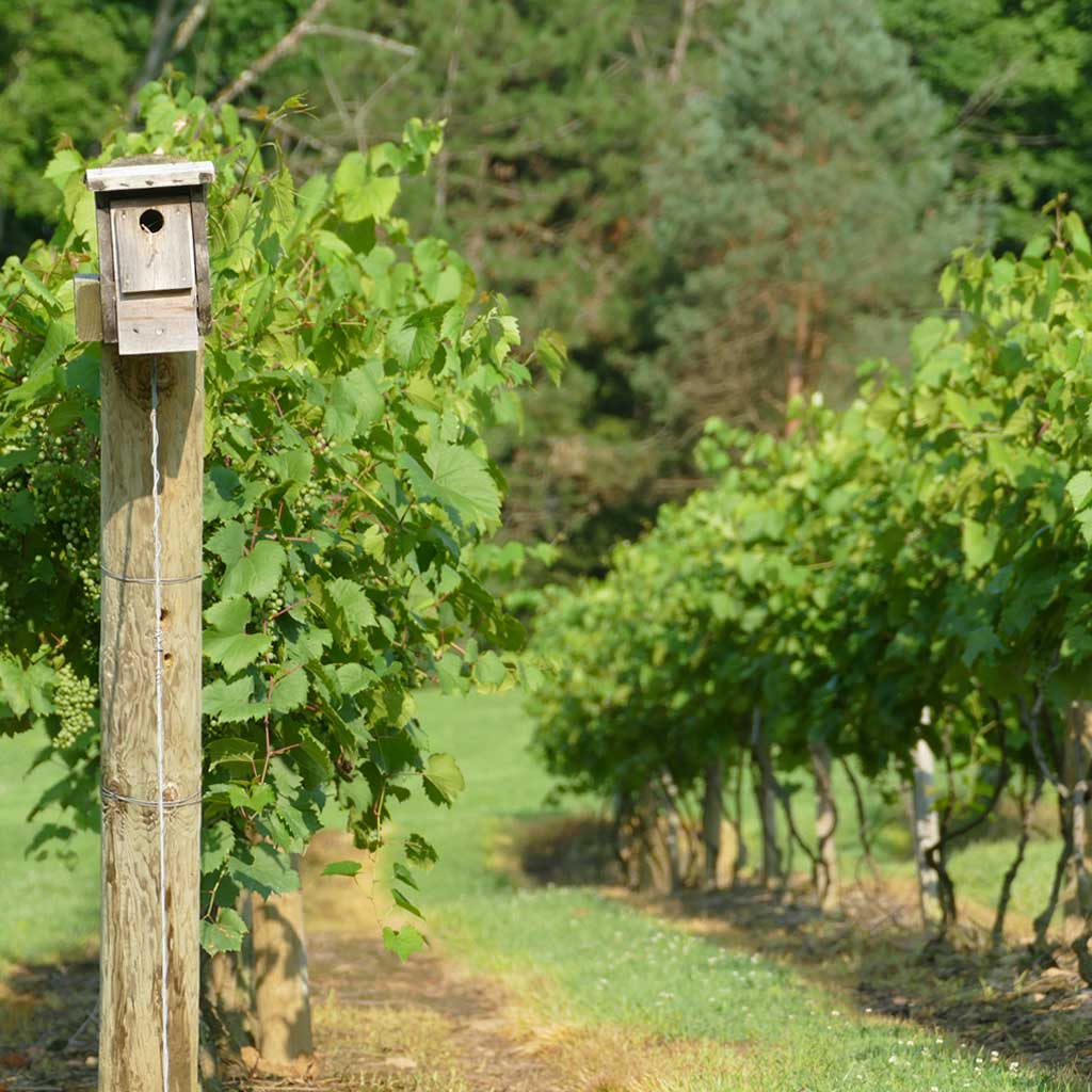 French Ridge Vineyards