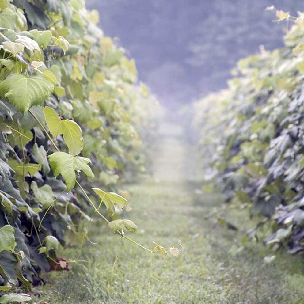 French Ridge Vineyards