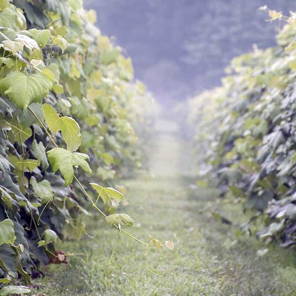 French Ridge Vineyards